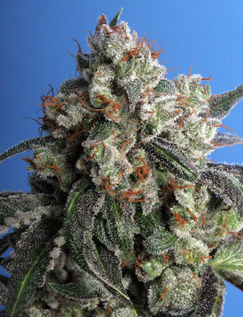 Burmese Kush Marijuana Strain Review Strikes Like a Python