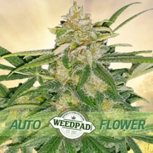 Grow Marijuana at Home Legally | Buy Cannabis Seeds Online | Best ...